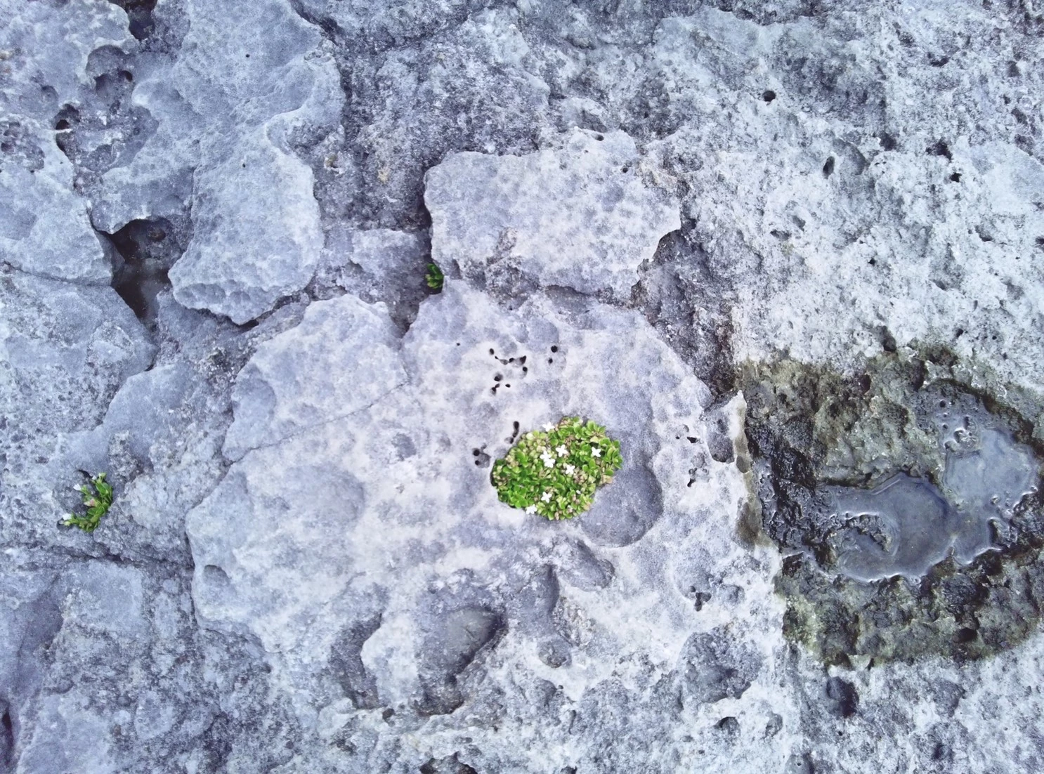 Paper Shoot - Kamera Digital 16MP Ramah Lingkungan Seperti Kamera Film